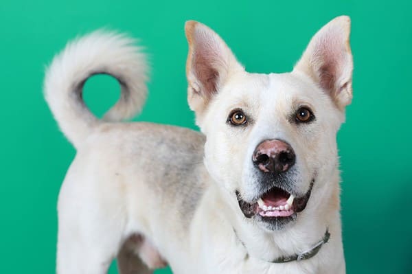 500 Funny and Sweet Nicknames People Call Their Dogs - A-Z Animals