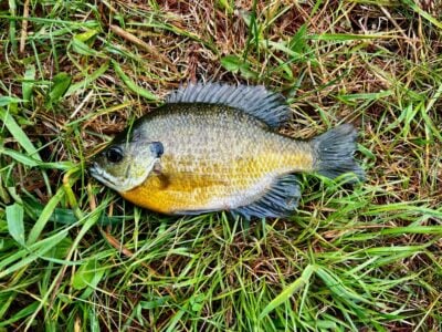 Discover the Official State Animals of Illinois - A-Z Animals