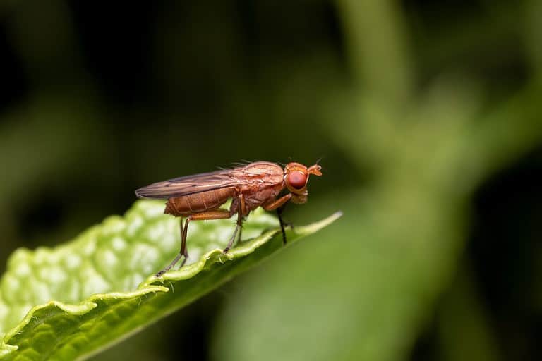 The Most Destructive Invasive Insects in America - A-Z Animals Slideshows