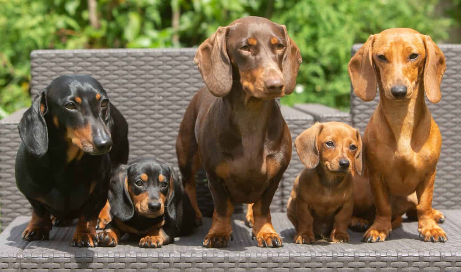 Mini Dachshund Mini Dachshund