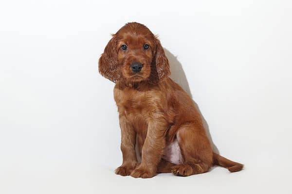 Irish Setter Progression: Growth Chart, Milestones, and Training Tips ...