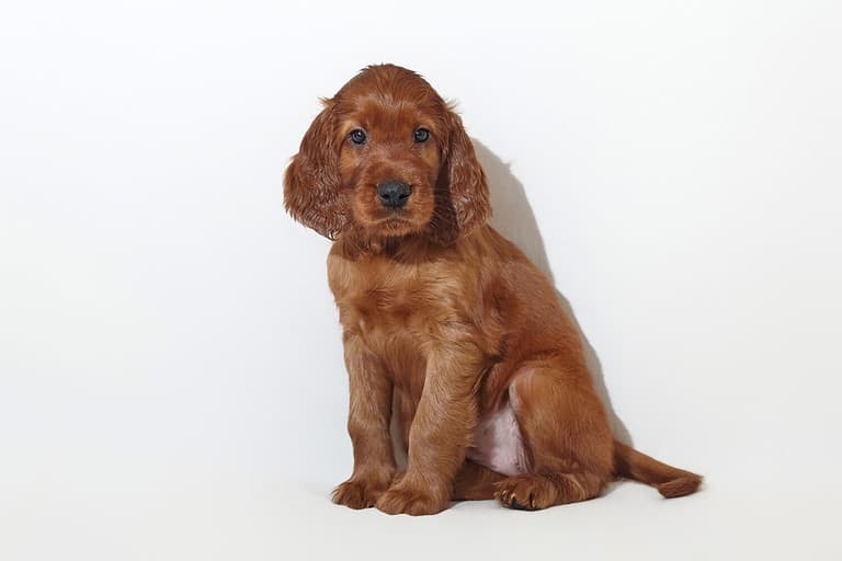 Irish Setter Progression: Growth Chart, Milestones, and Training Tips ...