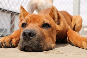 Cane Corso Colors: Rarest to Most Common - A-Z Animals