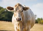 The Top 16 Most Expensive Types of Cows in 2024 - A-Z Animals