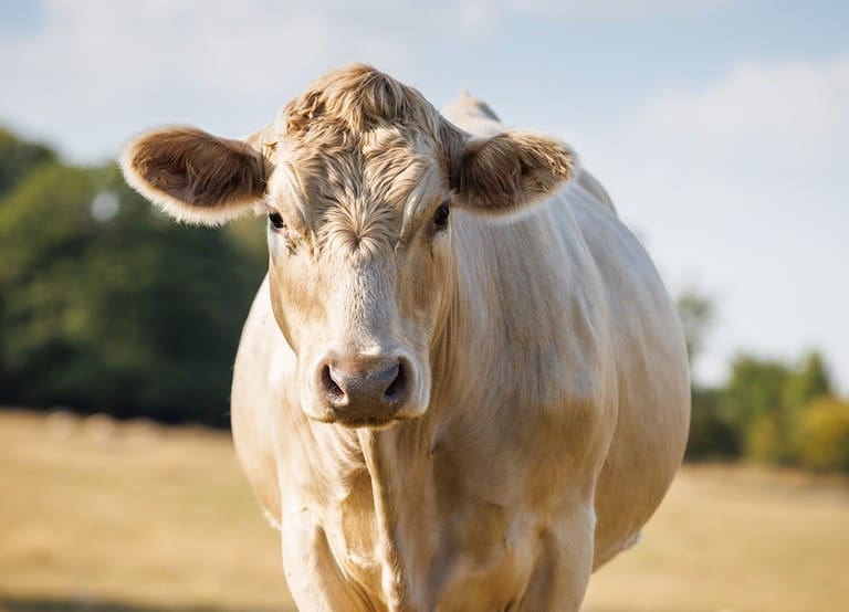 The Top 16 Most Expensive Types of Cows in 2024 - A-Z Animals