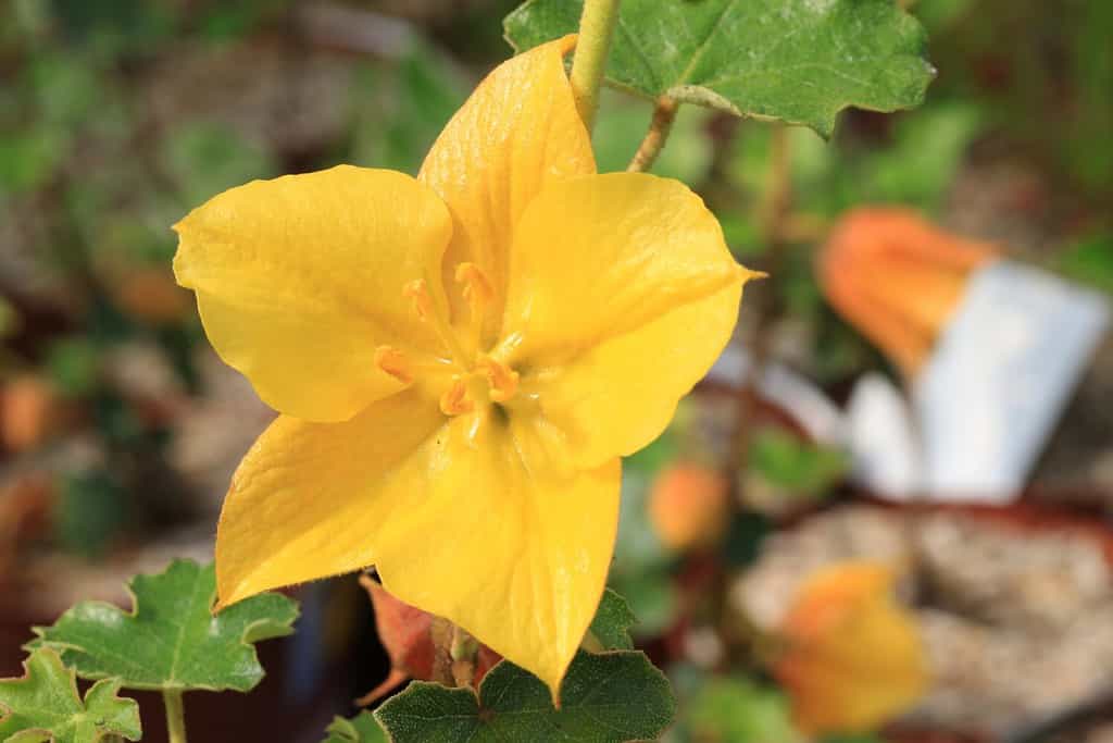 28 Beautiful Flowers That Start With C - A-Z Animals