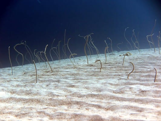 How Do Eels Reproduce? The Weird Method Explained - A-Z Animals