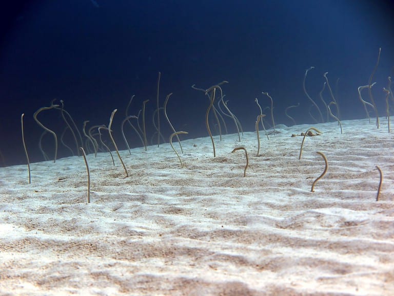 How Do Eels Reproduce? The Weird Method Explained - A-Z Animals