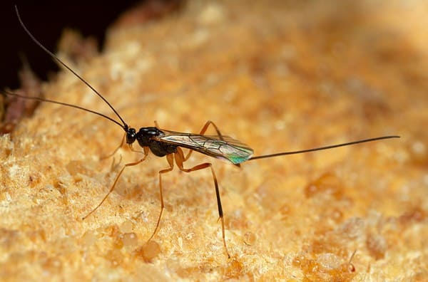 Types of Wasps In Colorado Ranked By the Pain of Their Sting - A-Z Animals