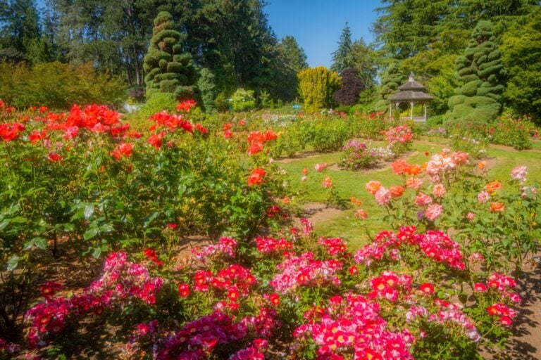 Roses In Washington: What Grows Best, Top Rose Gardens, and More! - A-Z ...