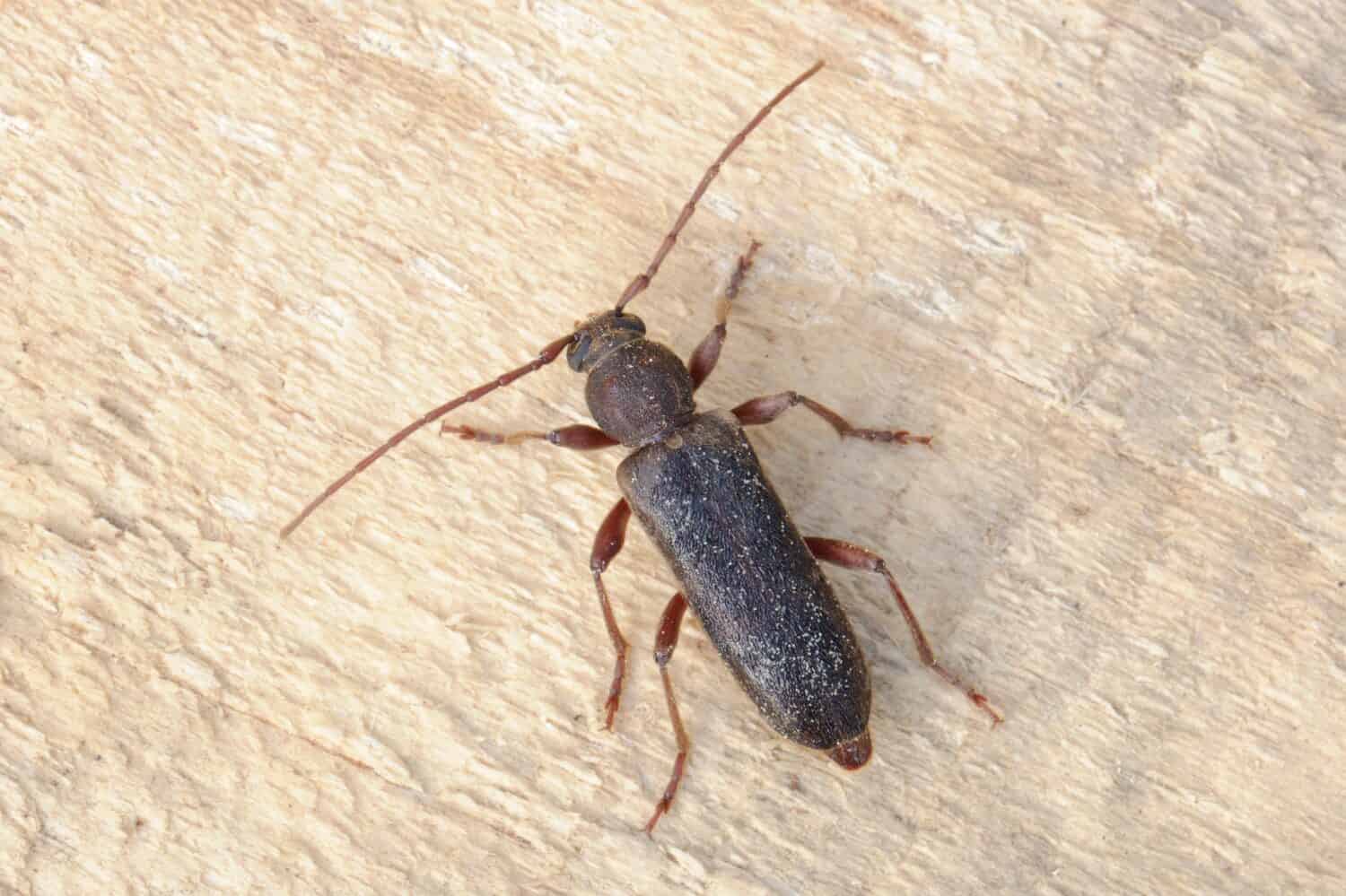 Discover 10 Invasive Species in Utah - A-Z Animals