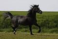 Horse Colors: The Complete List From Rarest to Most Common