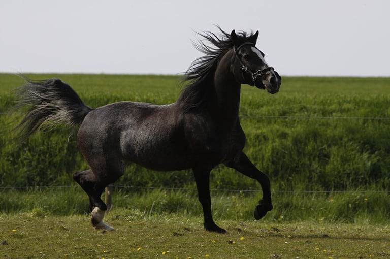 Gelding vs Stallion: What's the Difference? - A-Z Animals