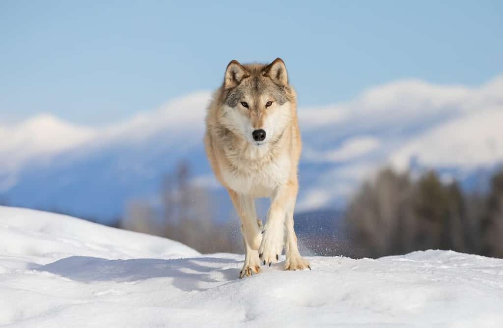Discover the Largest Wolves in the World - A-Z Animals Slideshows