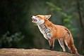 Foxes in Arizona: Types and Where They Live - A-Z Animals
