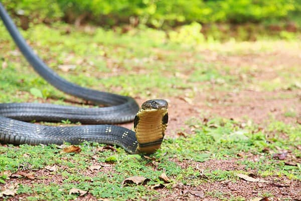 10 Snakes That Live In The Rainforest - A-Z Animals