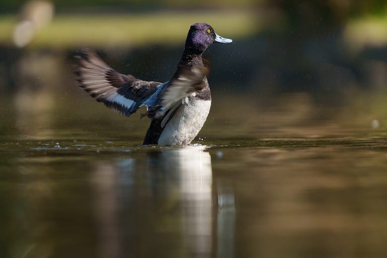 Musky Size Comparison: Just How Big Do They Get? - A-Z Animals