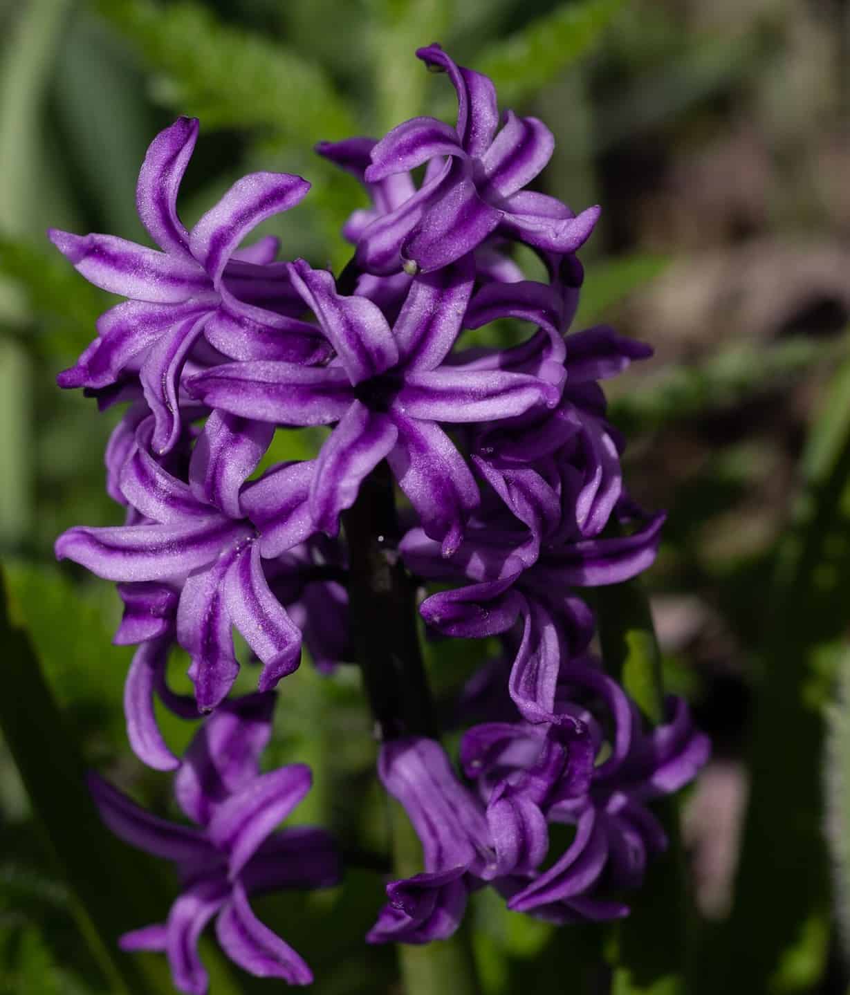 16 Flowers That Mean Sadness - A-Z Animals