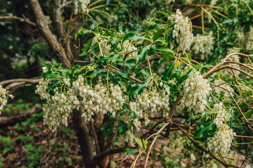 Best Plants For Year-Round Pots - A-Z Animals