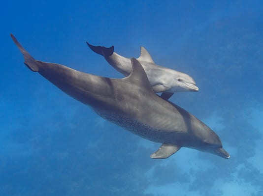 How Do Dolphins Communicate With Each Other and What Are They Signaling ...