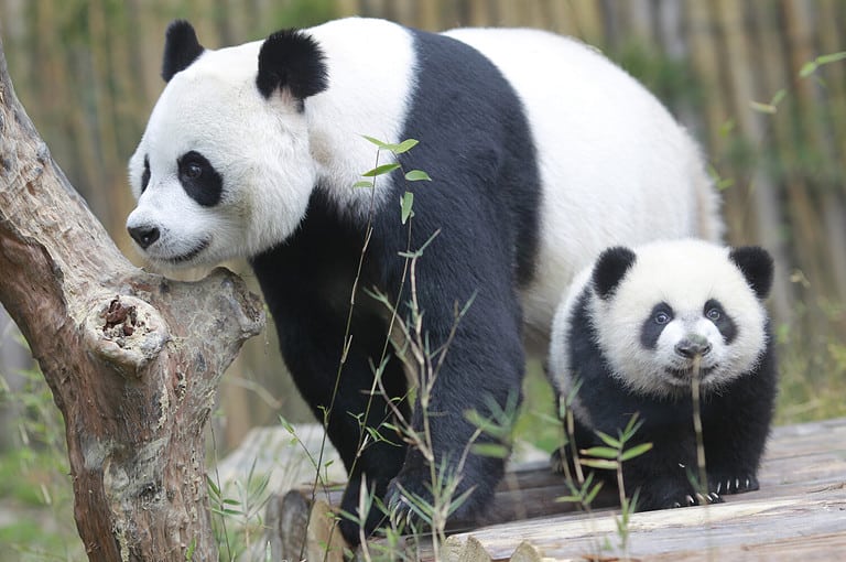 Are Pandas Endangered, and How Many Are Left in the World? - A-Z Animals