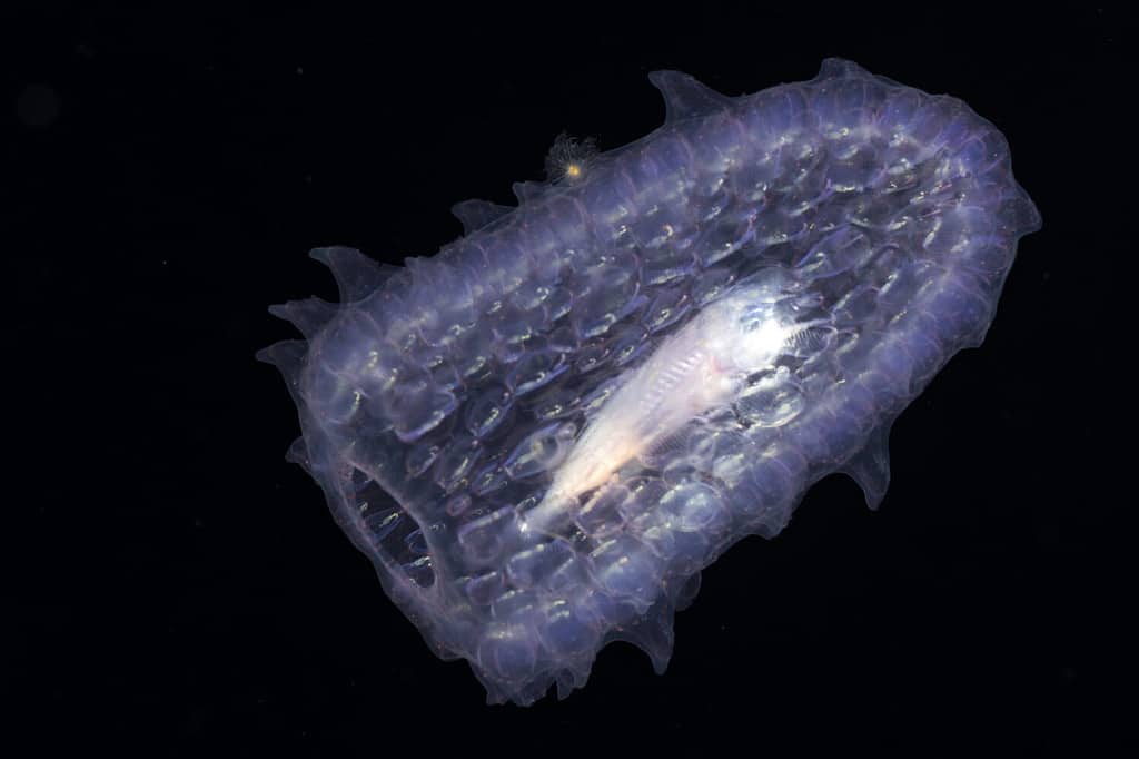 Pyrosome Animal Facts - A-Z Animals