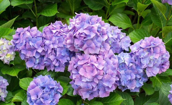 20 Incredible Flowers That Mean Good Luck - A-Z Animals
