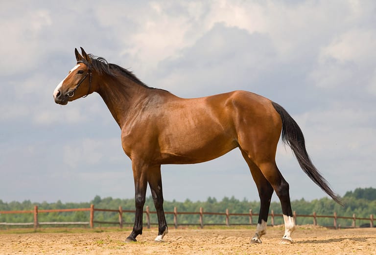 The Best and Most Comprehensive List of 140+ Male Horse Names - A-Z Animals