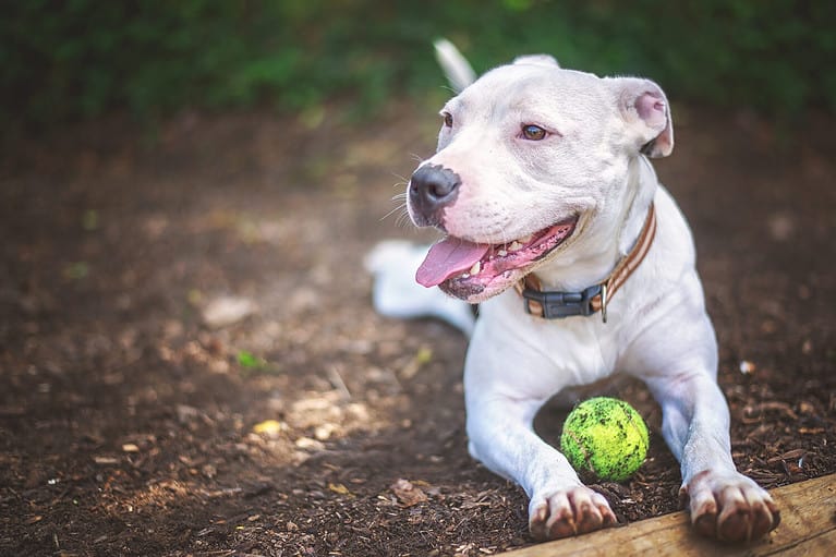 Kill vs. No-Kill Shelters: What's the Difference? - A-Z Animals