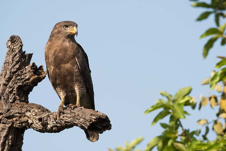 Every Type of Eagle and Why Each Is So Incredible - A-Z Animals