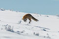 The 26 Most Common Wildlife to See in Urban Areas - A-Z Animals