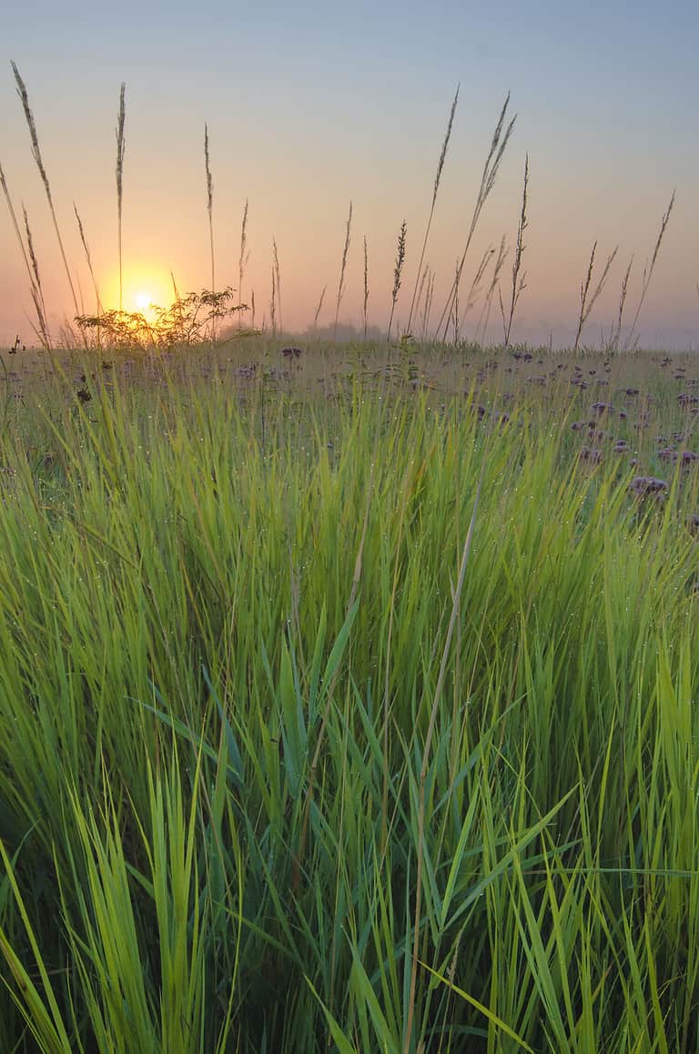 Discover the Largest Forest in Nebraska (And What Lives in It) - A-Z ...