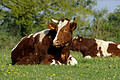 The Top 16 Most Expensive Types of Cows in 2024 - A-Z Animals