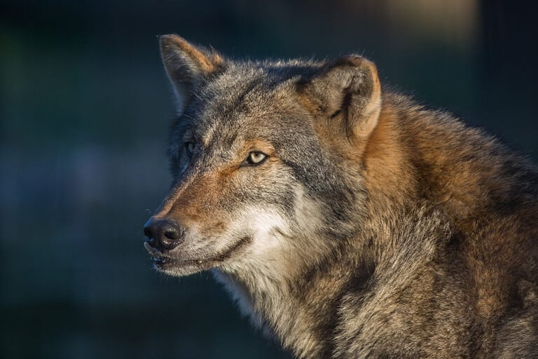 Wolves in Pennsylvania: Do They Still Roam The Keystone State? - A-Z ...