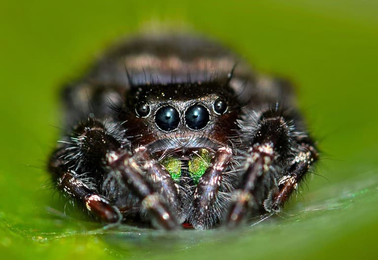 The Complete List of 12 Animals With Scales - A-Z Animals