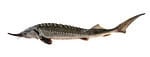 Sturgeon Size Comparison: Just How Big Do the Different Types Get? - A ...