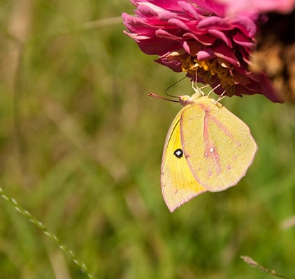 Discover the Official California State Insect (It Lives Nowhere Else ...