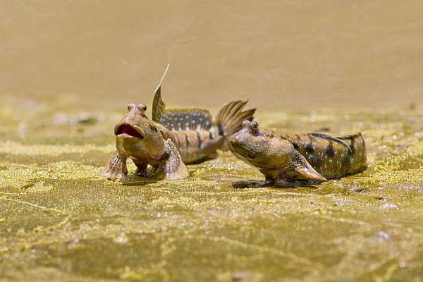 Mudskipper Fish Facts - A-Z Animals