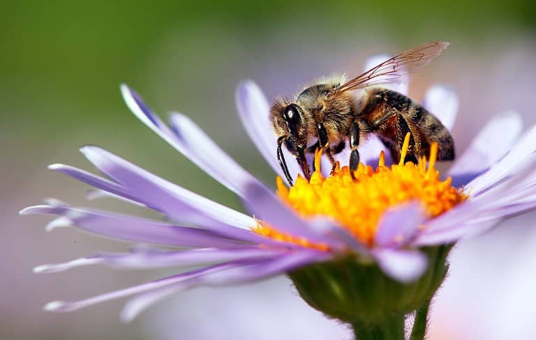 Discover the Official Oklahoma State Insect - A-Z Animals