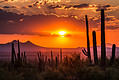 Foxes in Arizona: Types and Where They Live - A-Z Animals