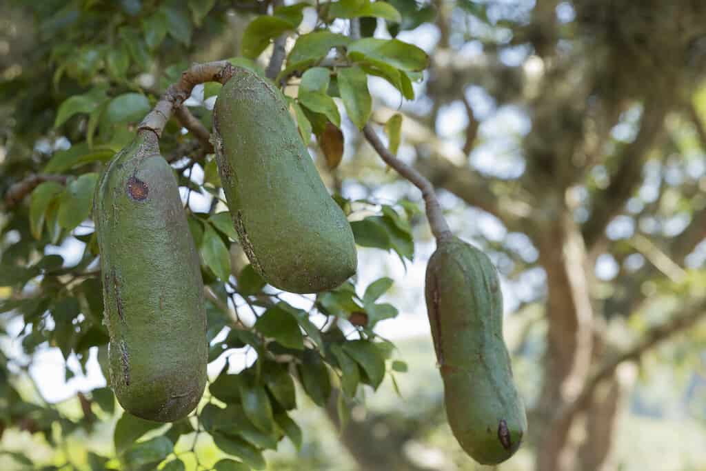 8 Beautiful Trees Native to Costa Rica - A-Z Animals