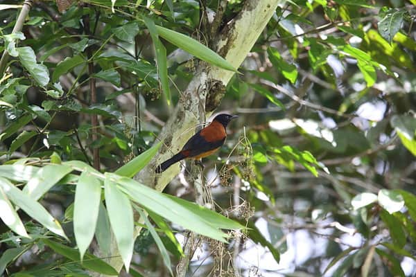 Meet the Hooded Pitohui – The Only Scientifically-Confirmed Poisonous ...