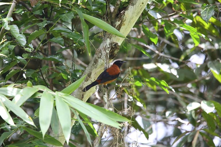 Meet the Hooded Pitohui – The Only Scientifically-Confirmed Poisonous ...