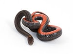 Meet 18 Snakes of New York State - A-Z Animals