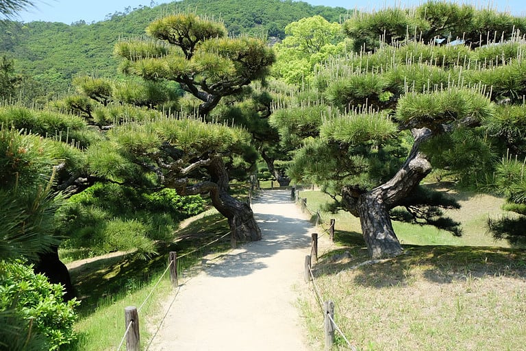 Discover the Top 7 Most Expensive Bonsai Trees Ever Sold - A-Z Animals