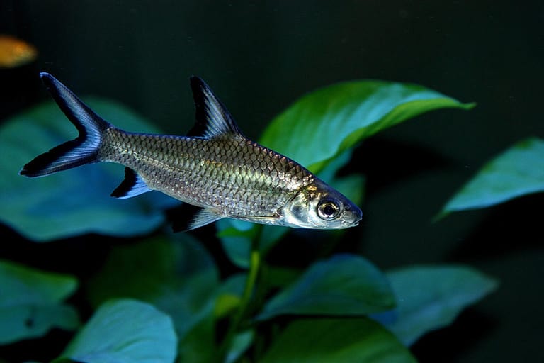 Discover 16 Amazing Fish That Look Like Sharks - A-Z Animals