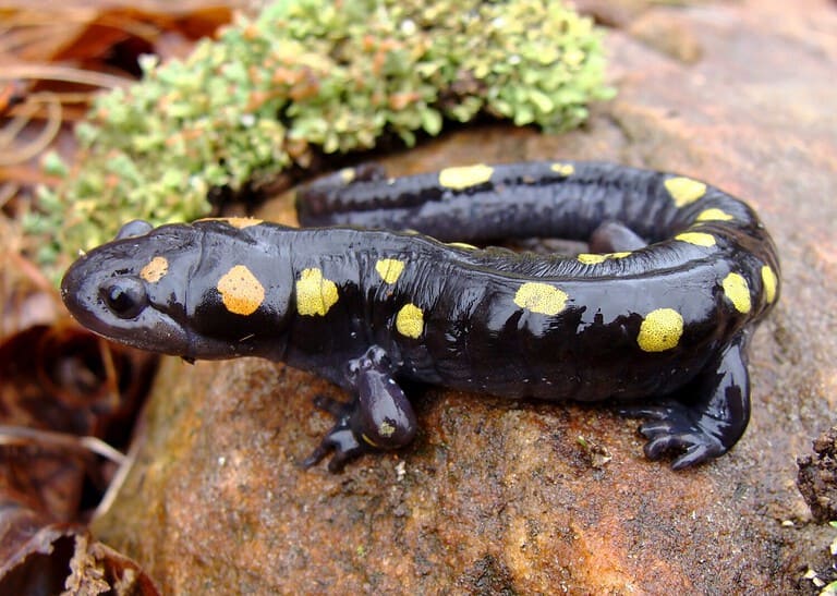 20 Animals That Live Under Rocks - A-Z Animals