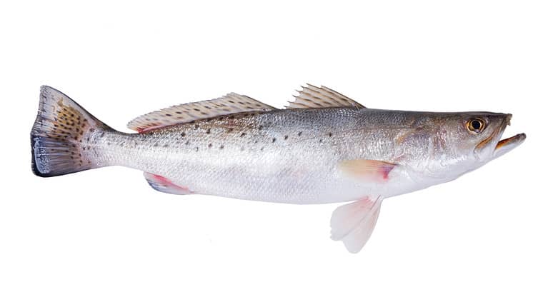 Fishing In Lake Pontchartrain: 23 Fish You Might Catch