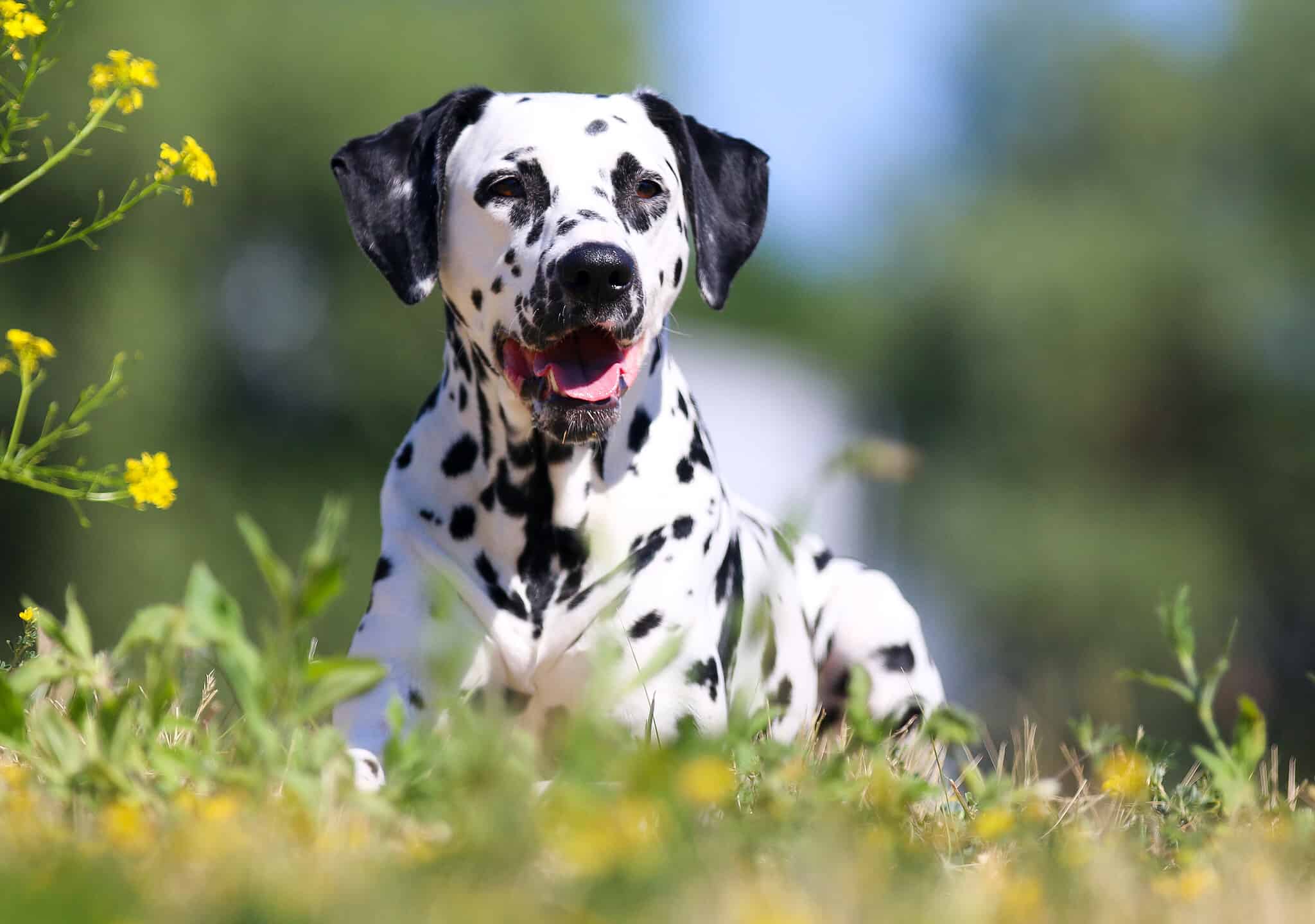 Meet the Dogs in 101 Dalmatians - A-Z Animals
