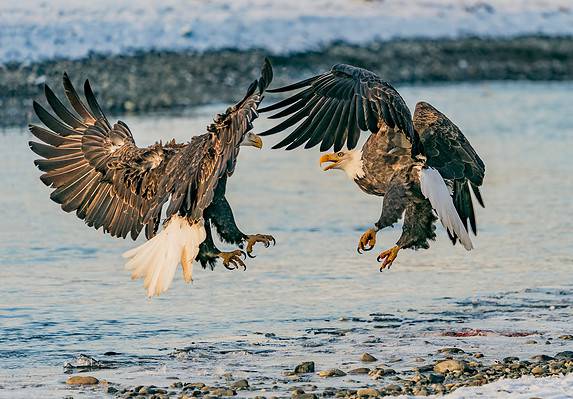 Florida vs. Alaska: Which Has More Bald Eagles Roaming Its Skies? - A-Z ...